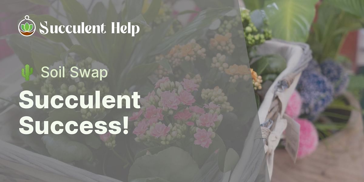 Can store-bought succulents be planted using store-bought soil? Can store-bought succulents be planted using store-bought soil?
